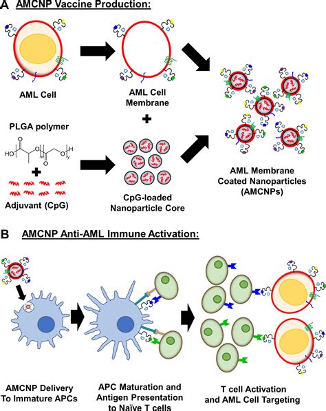 Acute Myeloid Leukemia Cell Membrane Coated Nanoparticles For Cancer Vaccination Immunotherapy