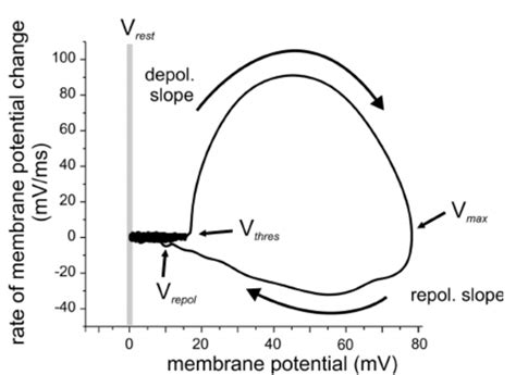 Can Someone Explain Me Ap Phase Plane Its Steps Rneuro