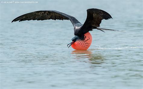 Великолепный фрегат Fregata Magnificens птица фото голос