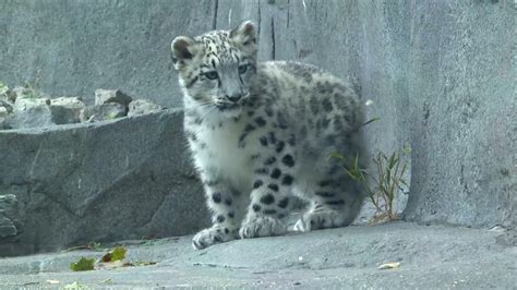 Snow Leopard Babies