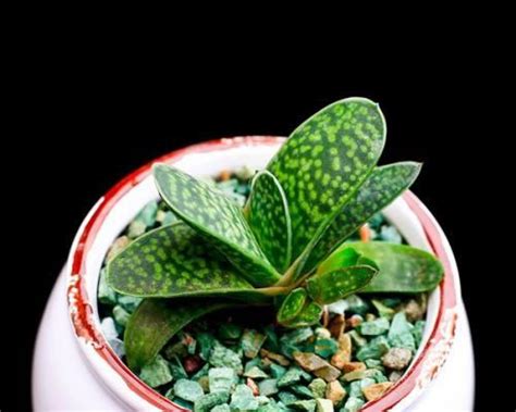 多肉植物养护技巧（新手必知的多肉植物养护方法）花植网