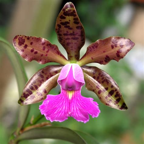 Cattleya Cattleya Flower Leaf Care Uses Picturethis