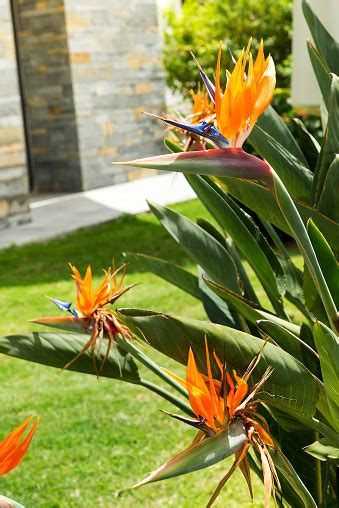 스 트 렐 지아 Reginae 또는 정원에 있는 새의 낙원 보드룸의 이국적인 열 대 꽃 0명에 대한 스톡 사진 및 기타 이미지 0명 꽃 식물 밝은 빛 Istock