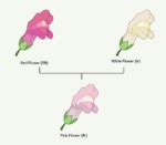 Incomplete Dominance Definition Mechanism Examples Biology Notes Online