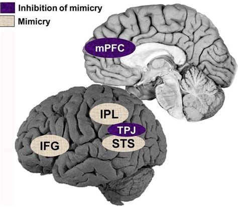 Neural Substrate Of Mimicry And Inhibition Of Mimicry Substantial Download Scientific Diagram
