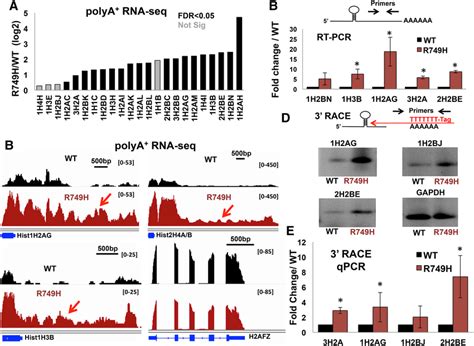 Slow Pol Ii Produces 3 ′ Extended Polya Histone Transcripts A Download Scientific