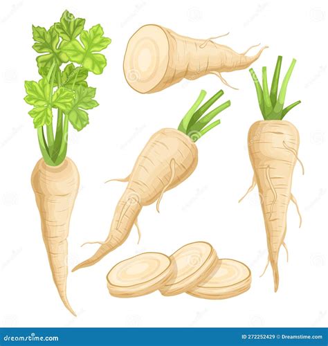 Parsnip Vector Illustration Whole And Cut Vegetable On White