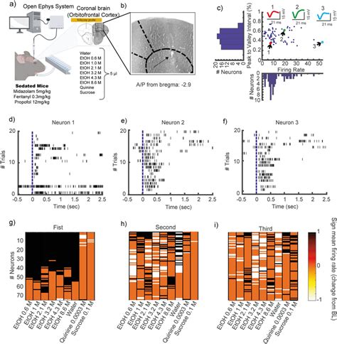 Neuronal Recording In The OFC Of Sedated Mice A Experimental Scheme Of
