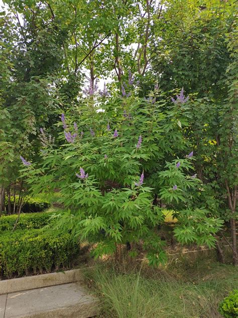 穗花牡荆 花瓣网