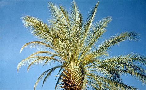 Dates Diseases And Pests Description Uses Propagation