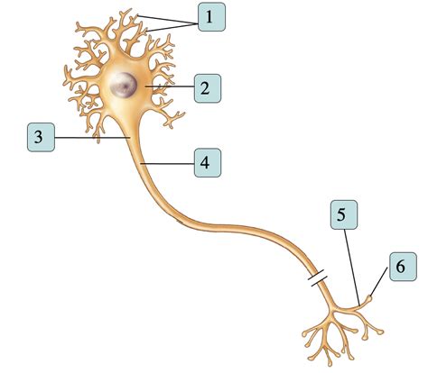 Neuron Structure Diagram Quizlet Neuron Structure Diagram Quizlet