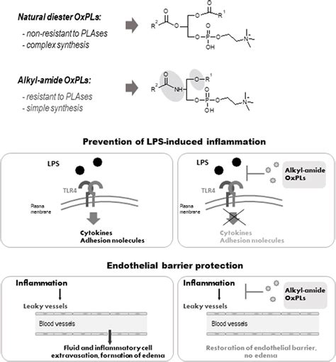 Frontiers Oxidized Phospholipids Are Biomarkers Drug Targets And