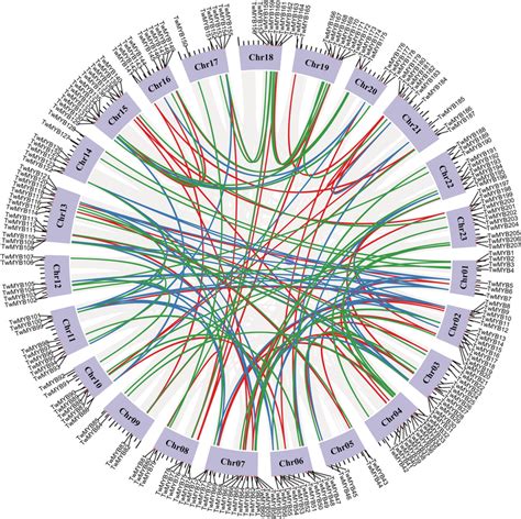 segmental duplication events and inter‐chromosomal relationships