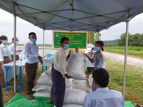 ပေါင်မြို့နယ်တွင် ဘက်စုံအဆင့်မြင့်နည်းပညာသုံး စံပြကျေးရွာ ၃၀၀ ဧက မျိုးသန့်စပါးတင်း ၃၀၀ ထောက