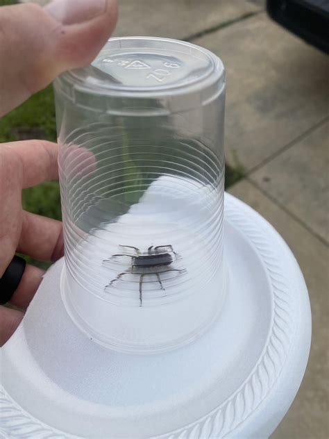 Pretty Mama R Spiders