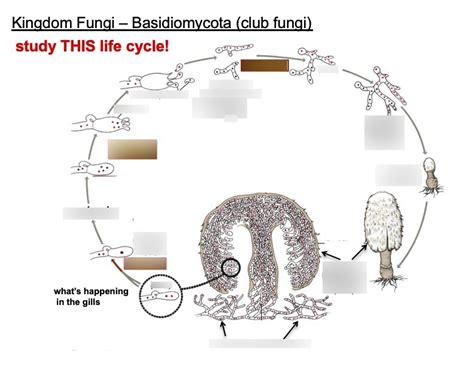 Basidiomycota Life Cycle Diagram Quizlet