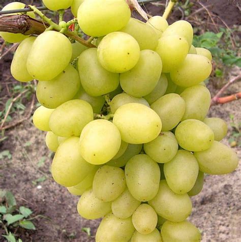 Купить саженцы Виноград Аркадия в Крыму Наш Сад