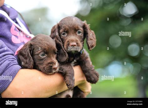 Cocker Donn Spaniel Puppies