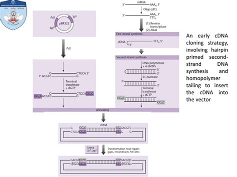 Cdna Synthesis Pptx