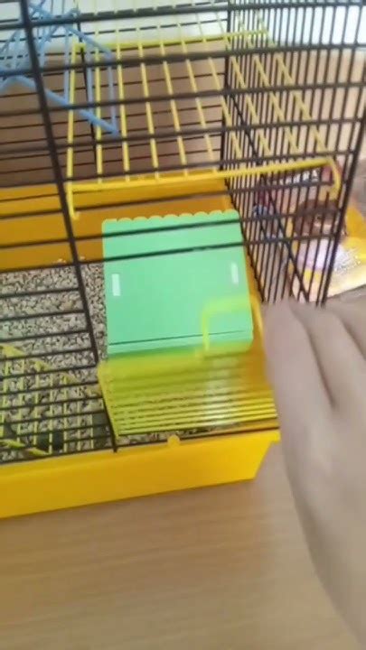 Хомячок Youtube