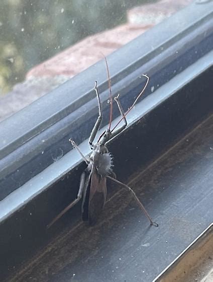Bug With Wheel Bugguide Net