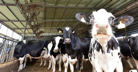 농진청 젖소 되새김질 시간 길수록 우유 생산량 늘어