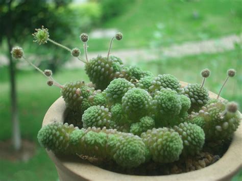 景天植物 景天三七 景天三七图片 大山谷图库