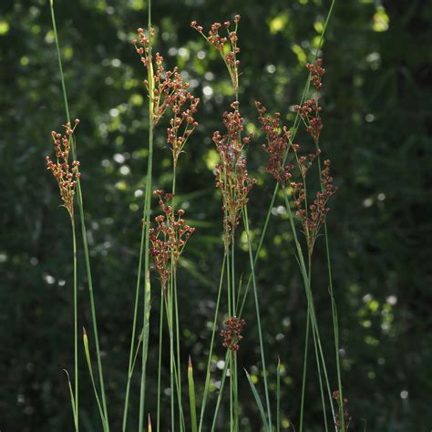 Juncus Biflorus Bog Rush