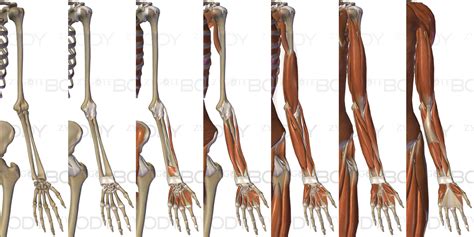 꿈돌이의 화공수련 인체 그리기 팔 뼈 근육