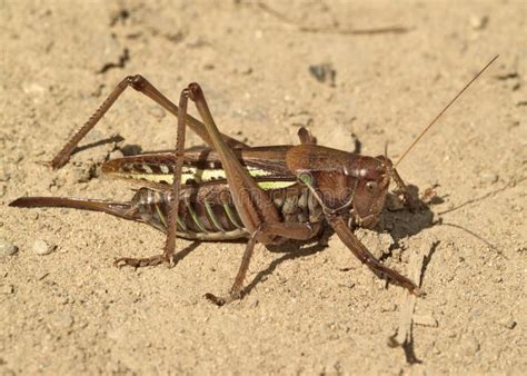 Brown Grasshopper With Stinger