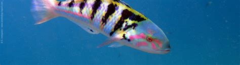 Wrasse Species Identification Guide Snorkeling Report