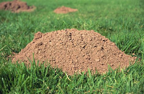 Gopher Holes In Lawn