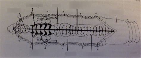 Worm Digestive System Diagram Quizlet