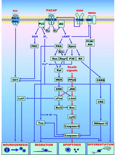 Schematic Representation Of The Intracellular Mechanisms That Are Download Scientific Diagram
