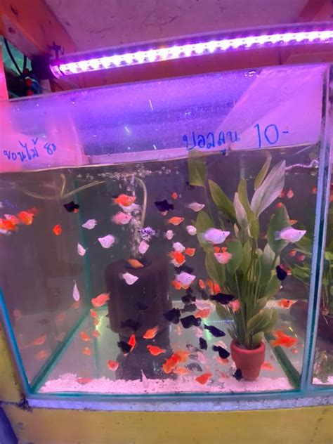 ปลาสวยงาม 10 10 10 บาทเท่านั้นจ้า 📌 ห้างฟิวเจอร์พาร์ครังสิต ชั้น B ใต้ดิน ทางออกประตูb2 ประตูmk