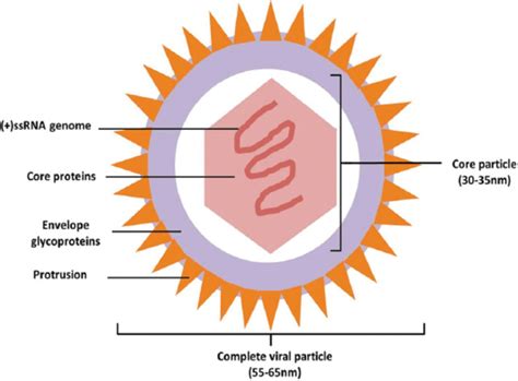 An Insight Into The Molecular Characteristics Of Hepatitis C Virus For Clinicians Saudi