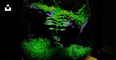 물과 식물로 가득 찬 물고기 그릇 사진 Unsplash의 무료 이끼 이미지