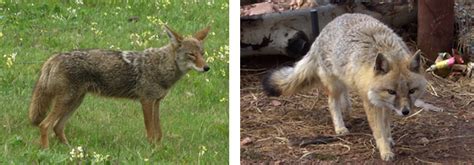 Resource Partitioning Definition Theory Examples