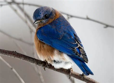 Male And Female Bird Names Rising