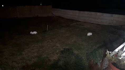 Κουνελακια Ποδοχωρι Youtube