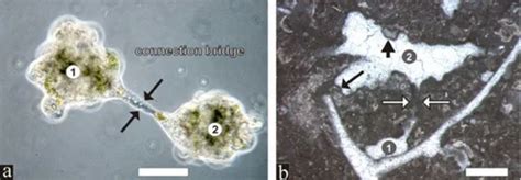 Bms Ameoba Binary Fission Permanent Microscope Slide At Best Price In Agra