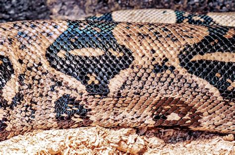 Premium Photo Python Skin As A Texture