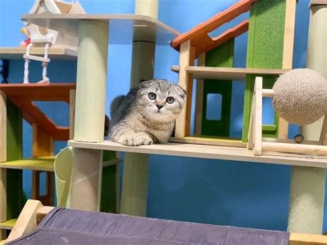 ต้าวแมวสก็อตติชโฟลด์ Ennxo