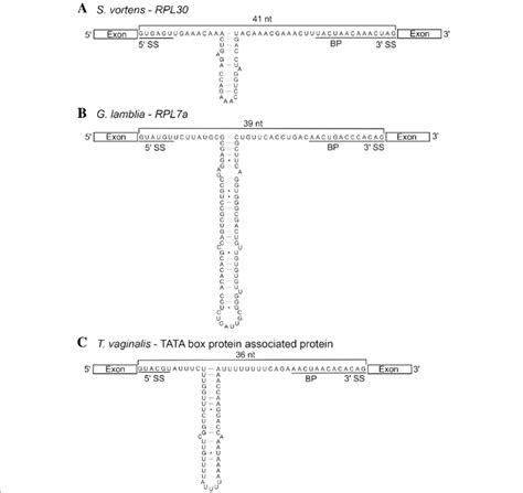 Base Pairing Within Long Cis Spliced Introns In Diplomonads And A Download Scientific Diagram