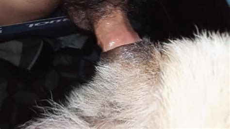 Fucking Female Dog Tight Pussy Zoo Tube 1