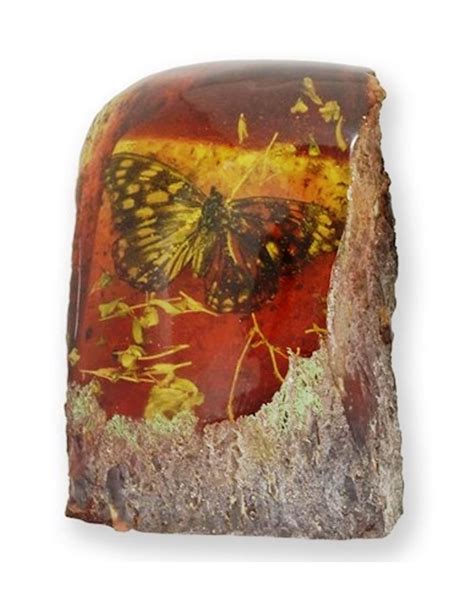 Butterfly Fossil Cast In Resin Boutique Trukado Boutique Trukado