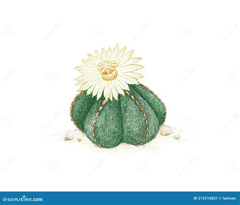 Croquis Dessiné à La Main De Lastrophytum Myriostigma Succulents Plant