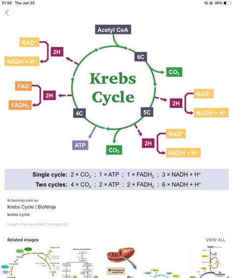 Atp Produced From Krebs Cycle At Ruth Tolbert Blog