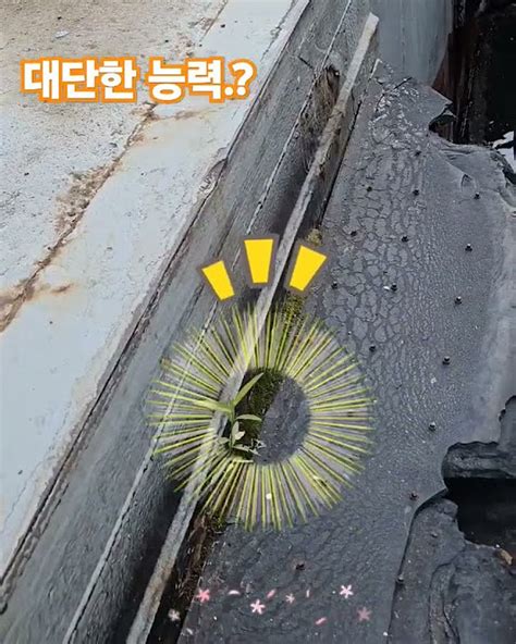 이럴수가 누가 심은 건 아닌거 같아요 바닷물이 위 함선 배 정박하는곳 고무판 방충재 옆 틈새에서 자라는 저 식물에 대단함을 느끼며 잘 자라길 바라는 마음입니다 Youtube