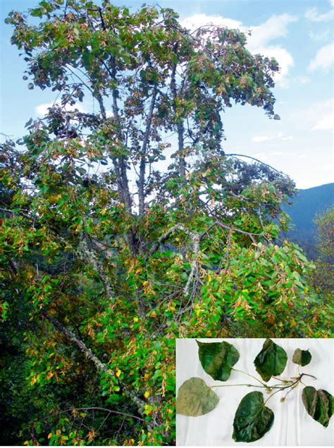 丽江椴 丽江园林绿化植物 图片